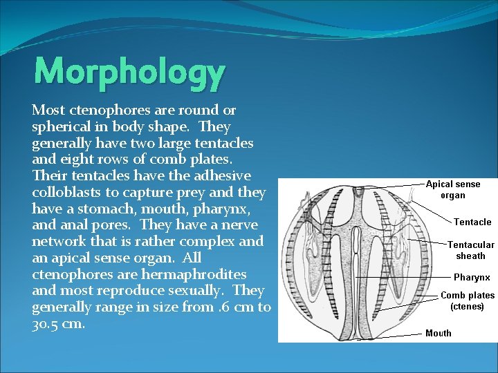 CTENOPHORA Common Names Ctenophores are often called comb