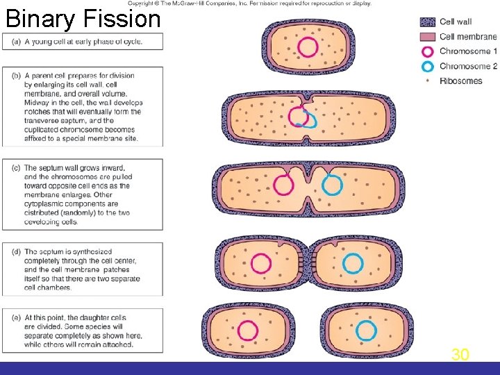 Lecture 5 Microbial Nutrition Growth Chapter 7 Foundations