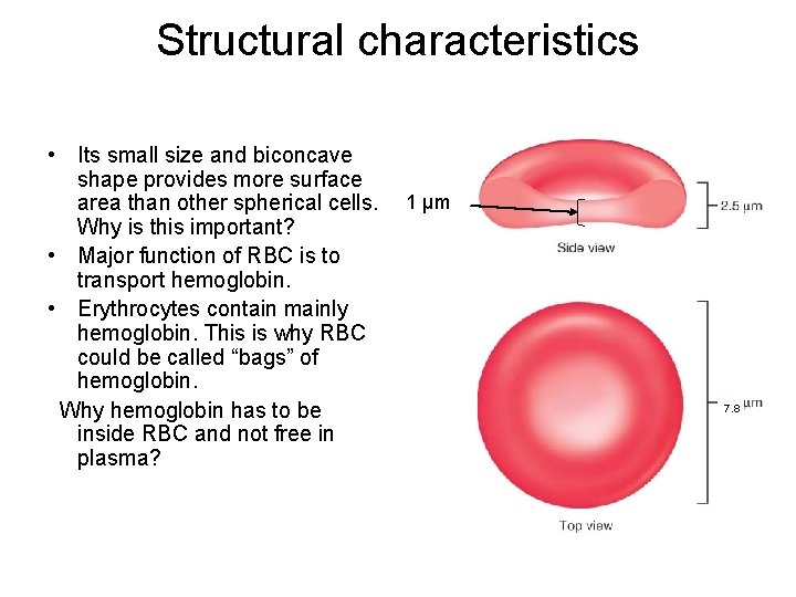 Topics of this lecture RBC Structural characteristics Hemoglobin