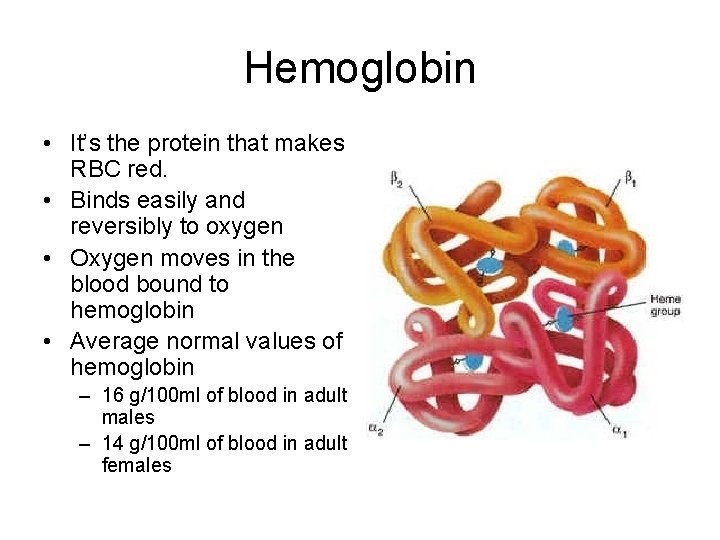 Topics of this lecture RBC Structural characteristics Hemoglobin