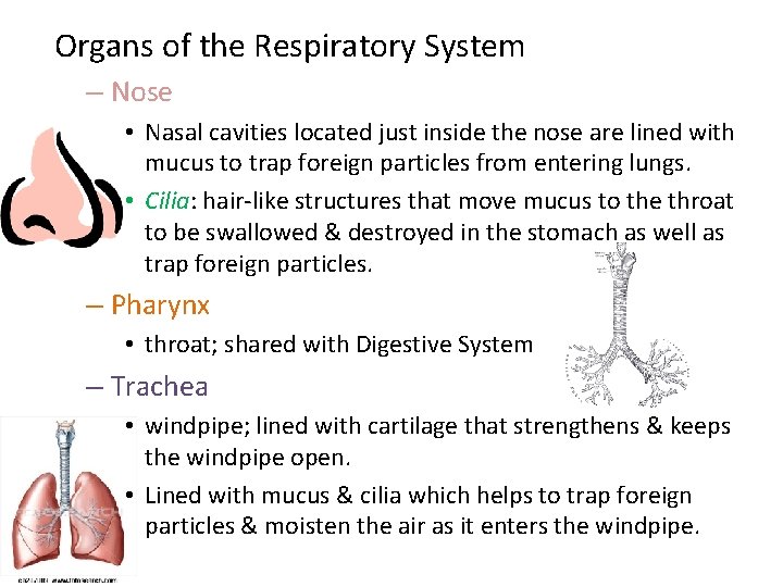 The Respiratory System Functions of the Respiratory System
