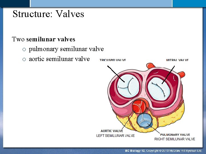 UNIT B Chapter 10 Circulatory System and Lymphatic