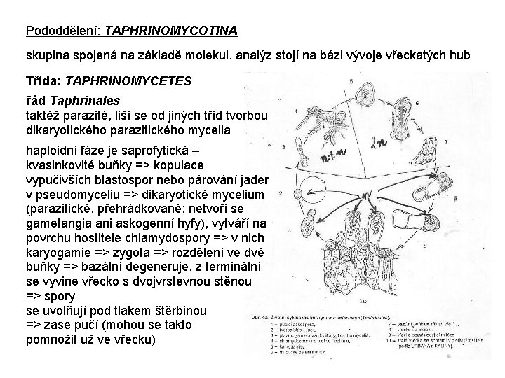 MODULARIZACE VUKY EVOLUN A EKOLOGICK BIOLOGIE CZ 1