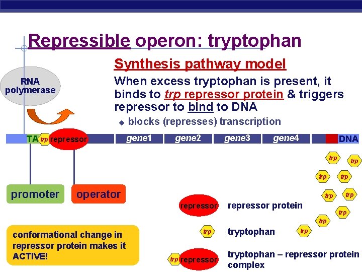 GENE REGULATION slide shows by Kim Foglia modified