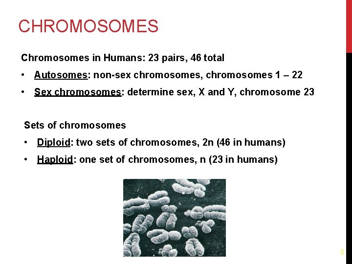 Unit 3 Organization and development THE CELL CYCLE
