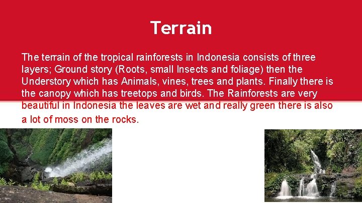 The Tropical Rainforest of Indonesia By Will Introduction