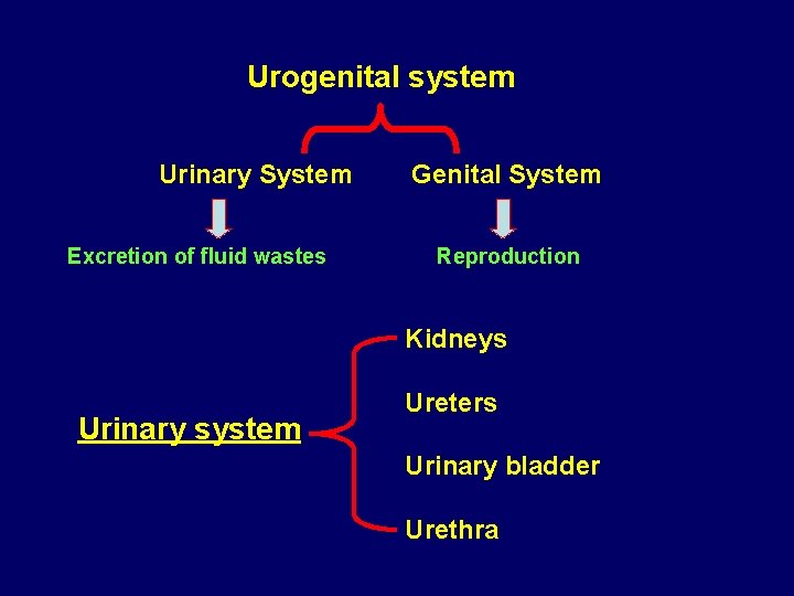 Urogenital system By Dr Fatma A Madkour Lecturer