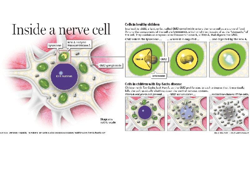 The Parts of the Cell The Nucleus nuclear