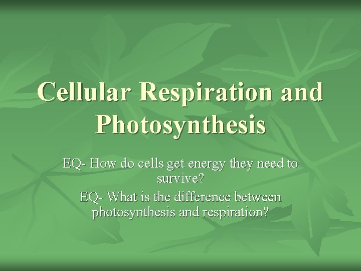Cellular Respiration and Photosynthesis EQ How do cells