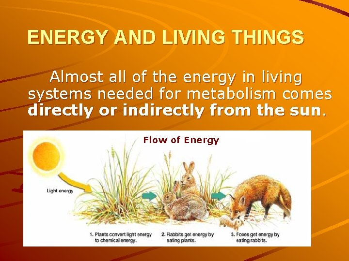 ENERGY AND LIVING THINGS Almost all of the