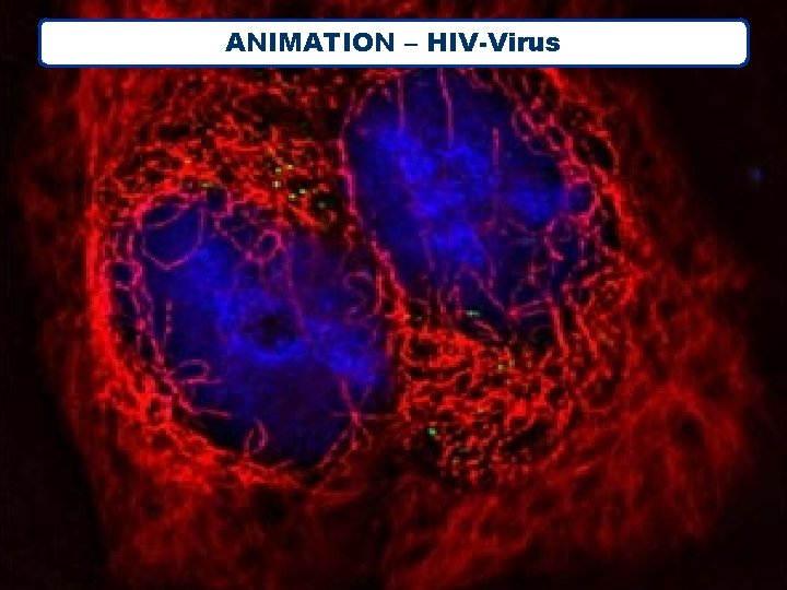 Blood and Blood Vessels Red Blood Cells and