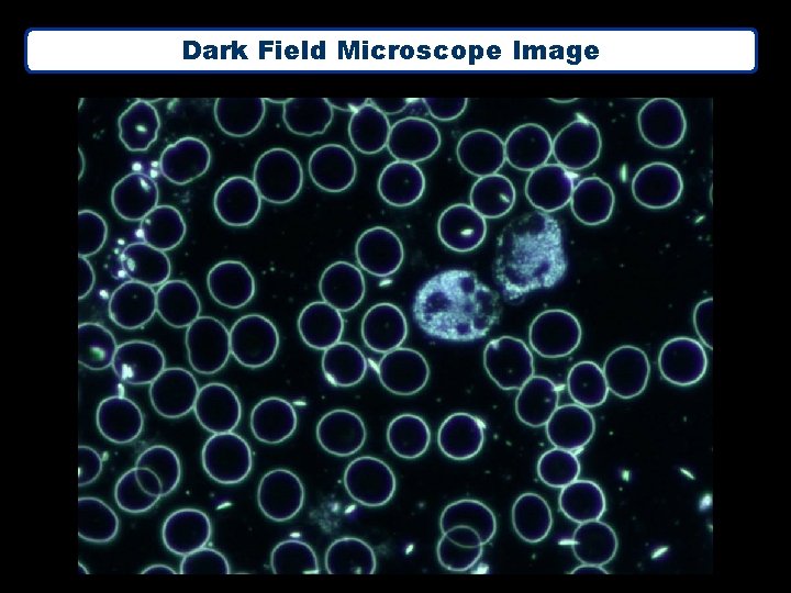 Blood and Blood Vessels Red Blood Cells and