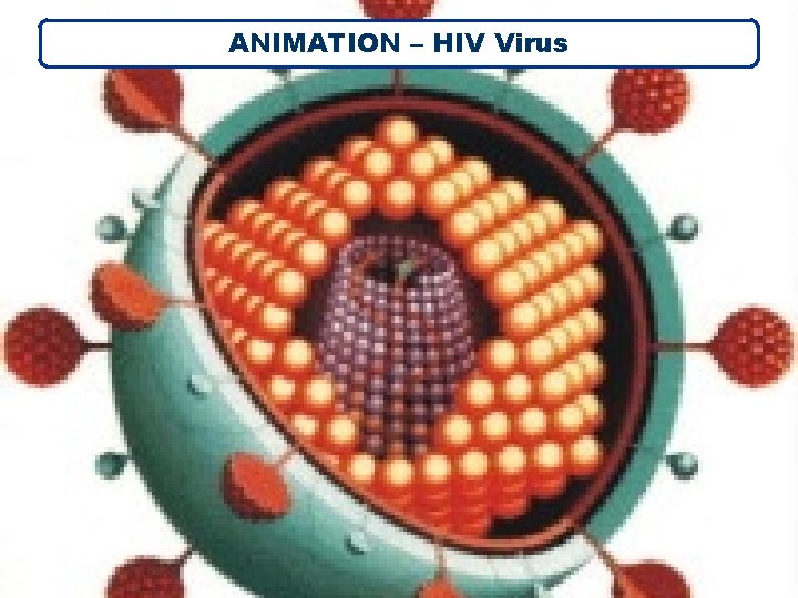 Blood and Blood Vessels Red Blood Cells and