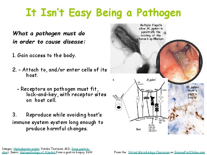 About Science Prof Online Power Point Resources Science