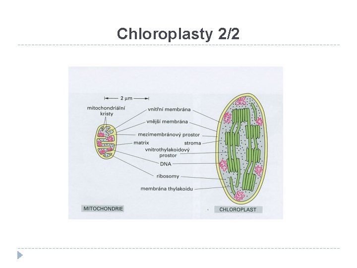 BIOLOGIE A BIOCHEMIE BUKY BUKA 1 ST RNDr