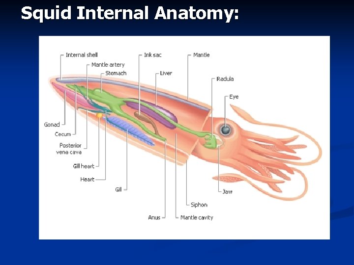 Phylum Mollusca Phylum Mollusca Tridacna gigas Tridacna squamosa