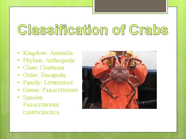 Crabs By Christian Wehrly and Adam Rutz Classification