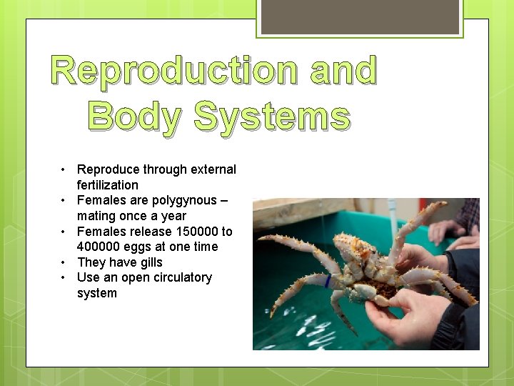Crabs By Christian Wehrly and Adam Rutz Classification