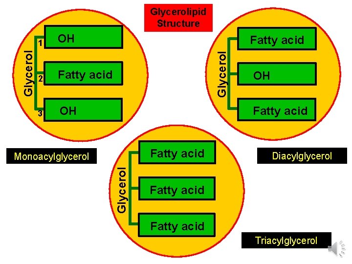 1 OH 2 Fatty acid 3 OH Fatty