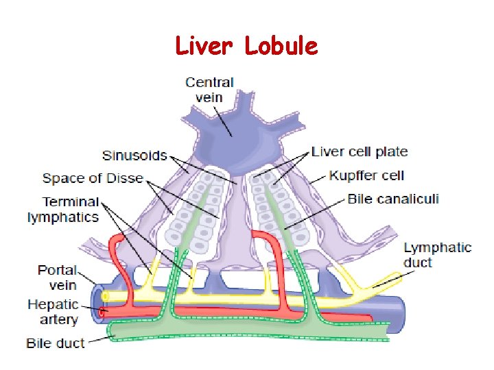 Liver Physiology By Dr Asma Jabeen Learning Objectives