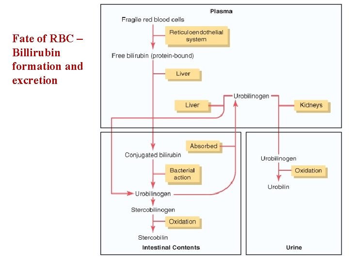 Liver Physiology By Dr Asma Jabeen Learning Objectives