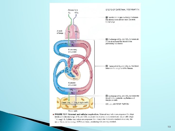 RESPIRATORY SYSTEM STRUCTURE AND FUNCTION Lecture 1 Dr