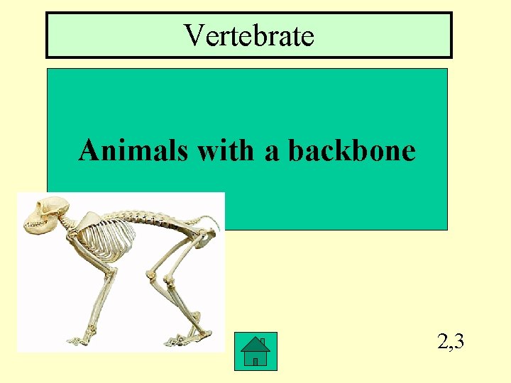 Hosted by Mrs Porter Photosynthesis Who am I