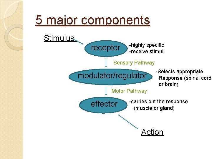 The Nervous System A system of the body