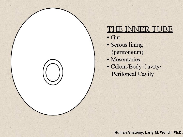 BASIC BODY PLAN From a twolayered sheet to