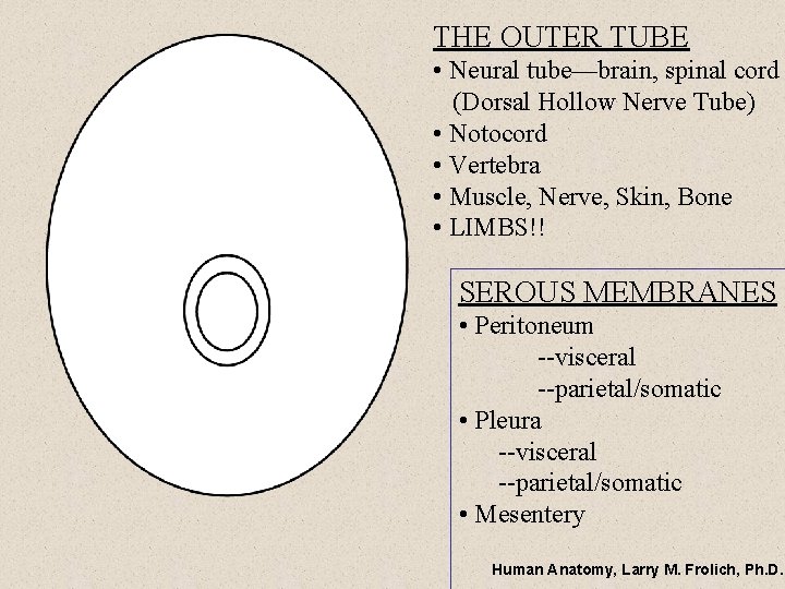 BASIC BODY PLAN From a twolayered sheet to