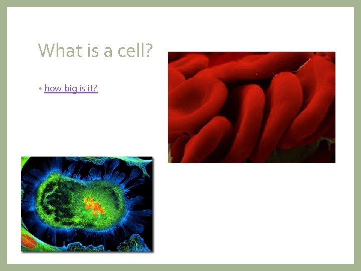 CELLS Cells Cytology sciencestudy of cells Light microscopy