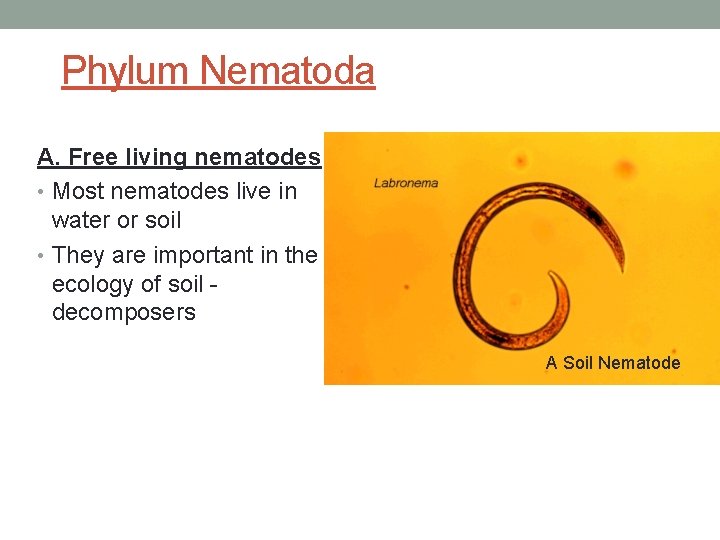 BIOLOGY 11 Kingdom Animalia Phylum Nematoda The Roundworms