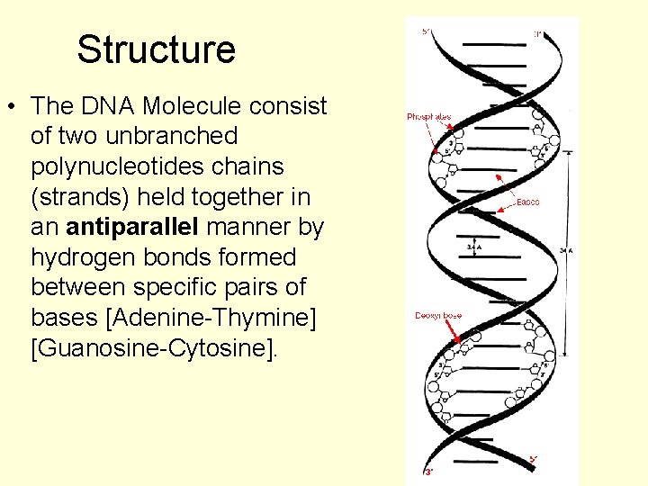 Nucleic Acids Central dogma of biology replication transcription