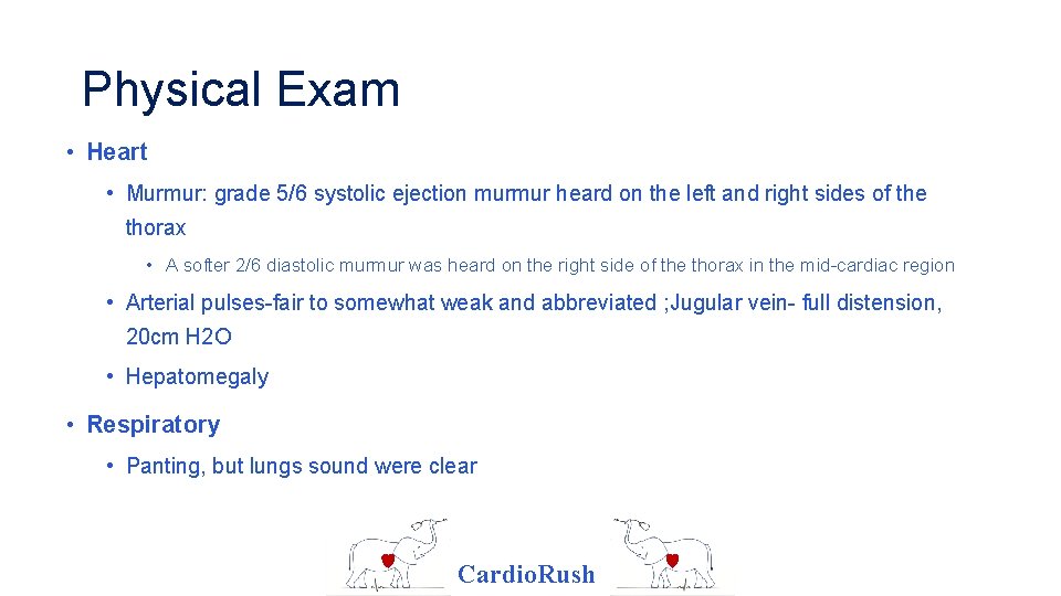 Jack the Labrador Cardio Rush Presentation 11 month