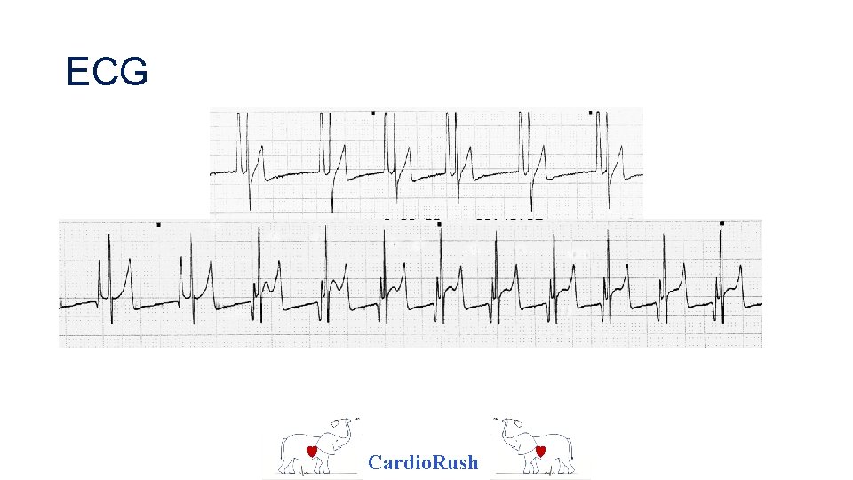 Jack the Labrador Cardio Rush Presentation 11 month