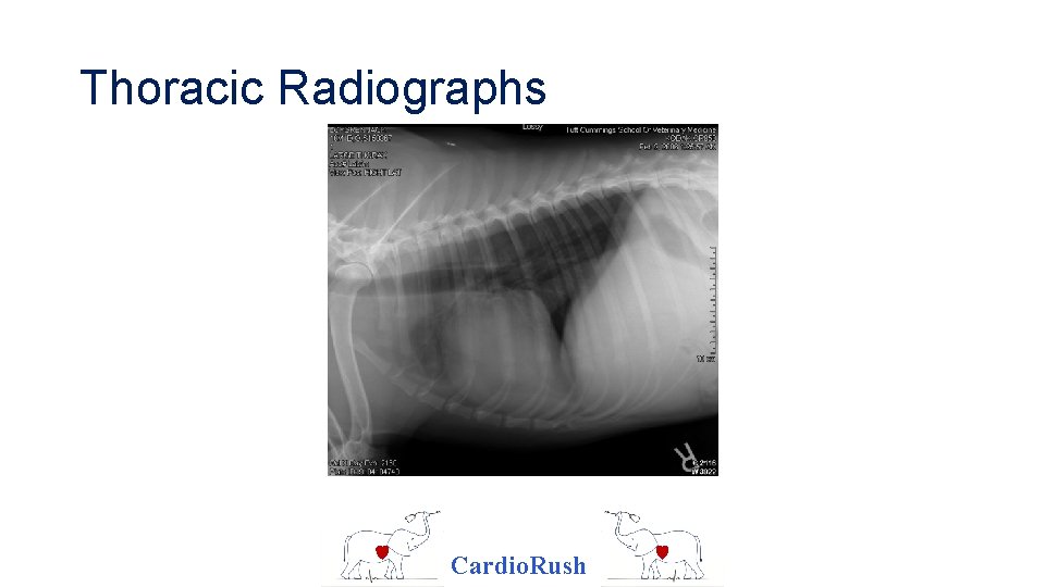 Jack the Labrador Cardio Rush Presentation 11 month
