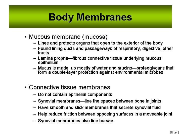 Essentials of Human Anatomy Skin and Body Membranes