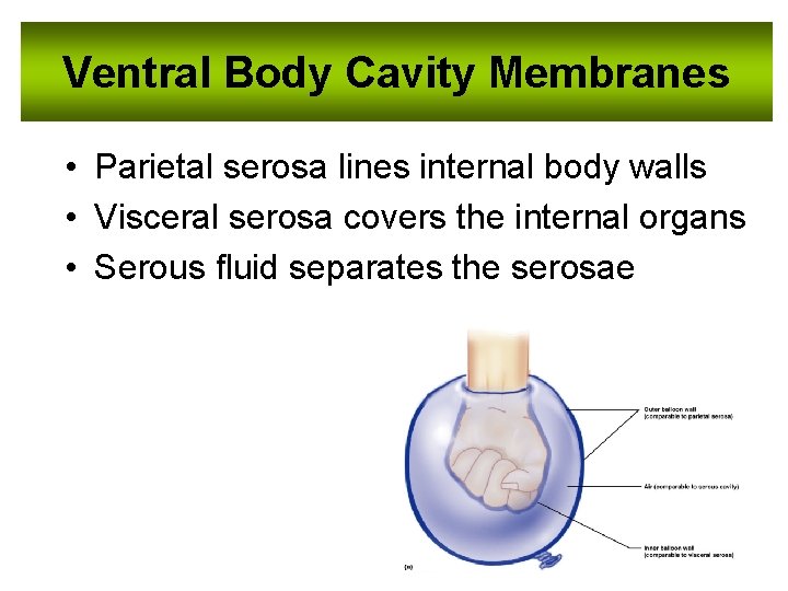Essentials of Human Anatomy Skin and Body Membranes
