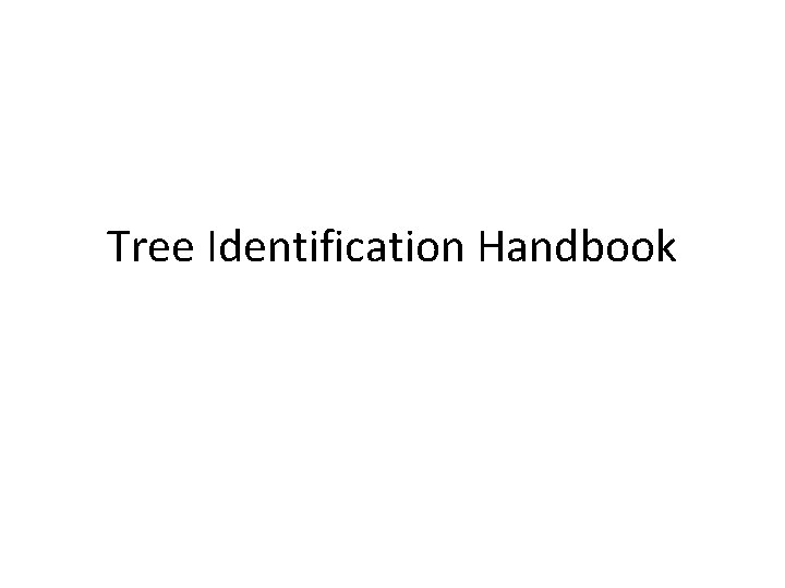 Tree Identification Handbook White Birch Bw Betula papyrifera