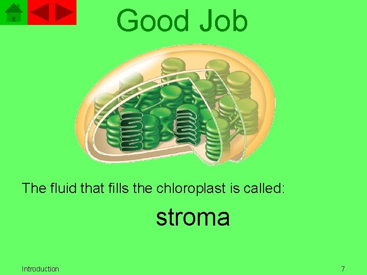 The Details of Photosynthesis Introduction 1 Lesson Objectives