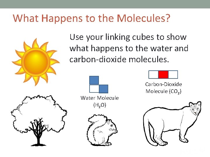 FOOD WEBS LESSON 4 A What Happens to