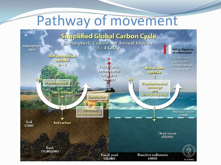 Carbon cycle By Federico Abel Aditya http www