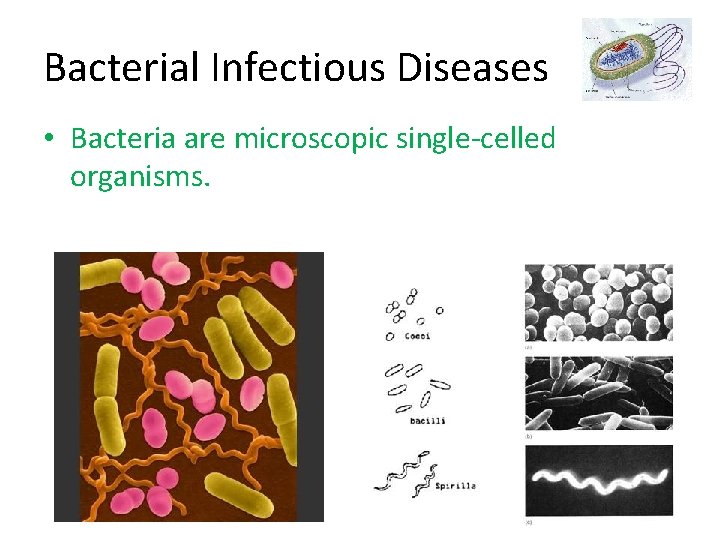 Infectious Diseases Part 2 Bacterial Diseases Bacterial Infectious