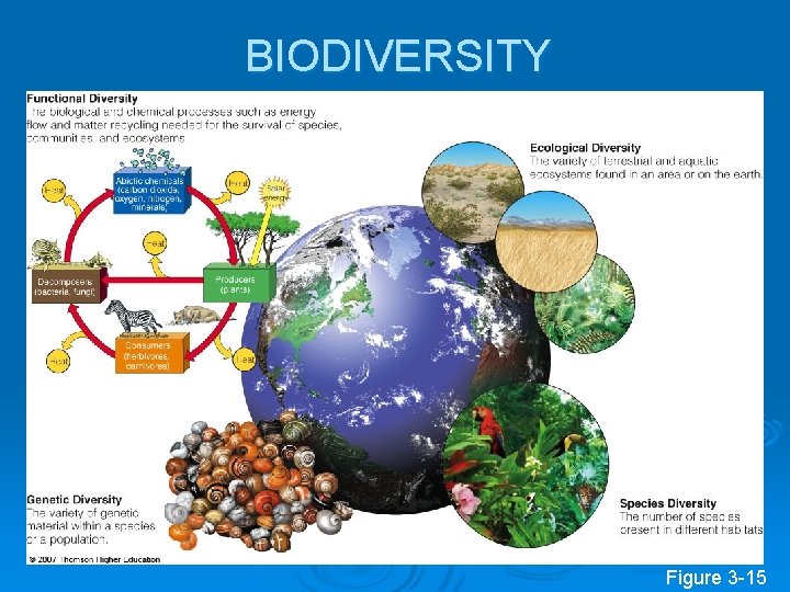 Ecosystems Energy Flow and Matter Recycle What Sustains
