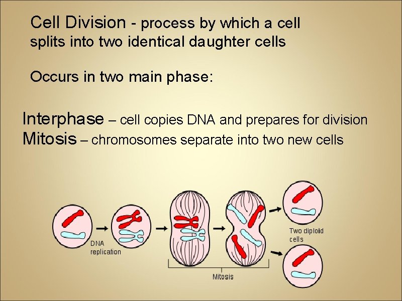 Large cells cannot transport nutrients across membrane A