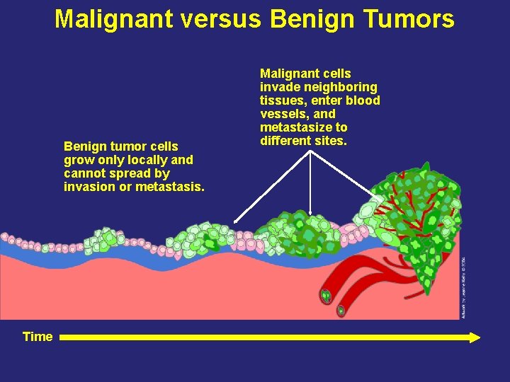 The Cell Cycle and Cancer Checkpoints in the