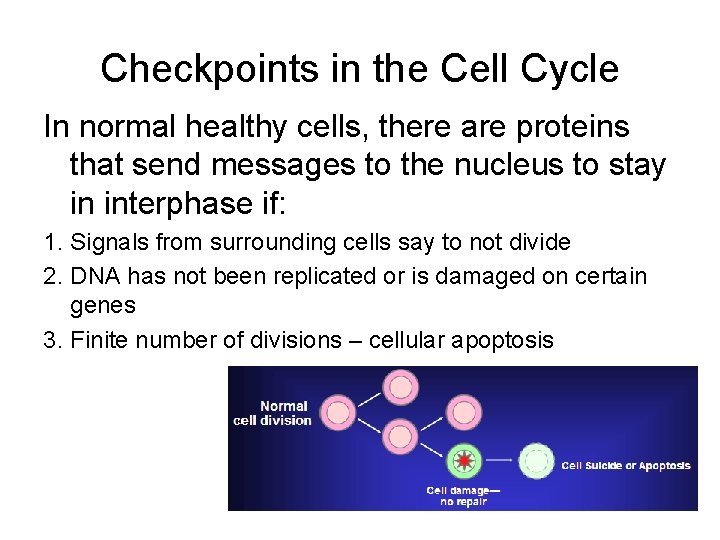 The Cell Cycle and Cancer Checkpoints in the