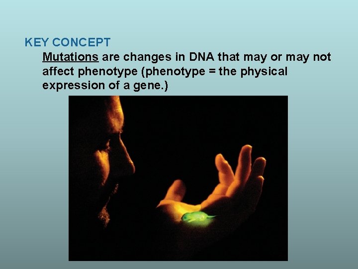 MUTATIONS Honors Biology Section 11 6 Biology Section