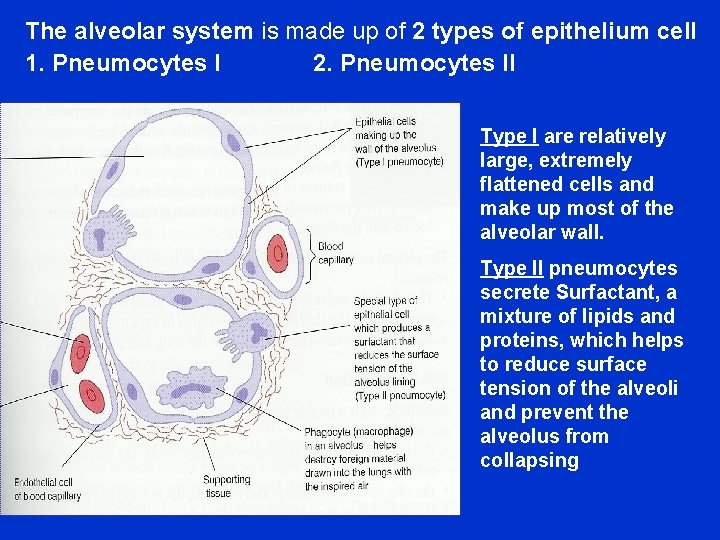 The molecular basis of lung diseases The alveolar