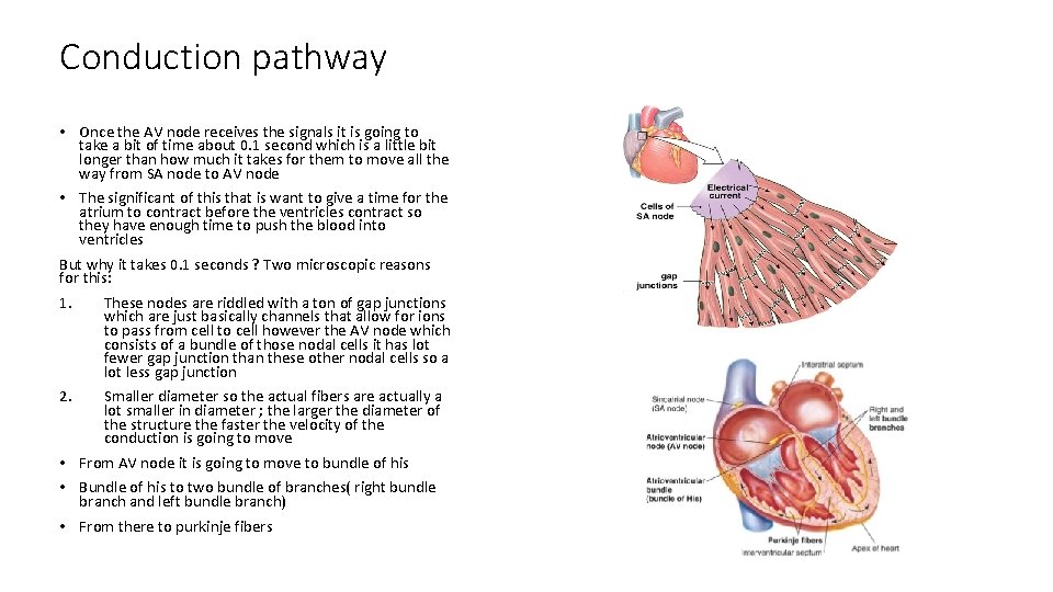 Physiology of Cardiac Muscle Dr Arwa Rawashdeh objectives